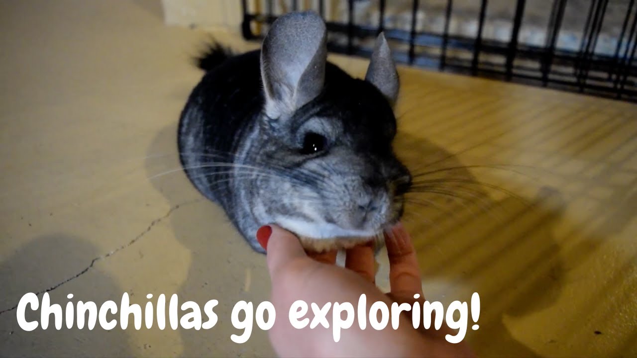 Can My Chinchilla Get Sick From Me