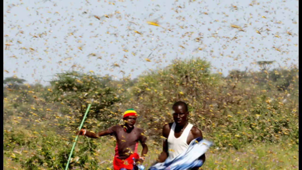 UN Warns TWIN INVASION Of Locusts Set to Invade India and Pakistan ...