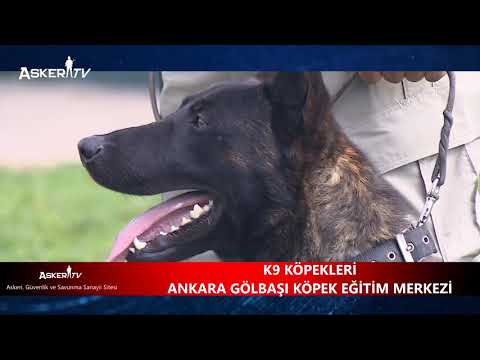 K9 KÖPEKLERİ ANKARA GÖLBAŞI KÖPEK EĞİTİM MERKEZİ