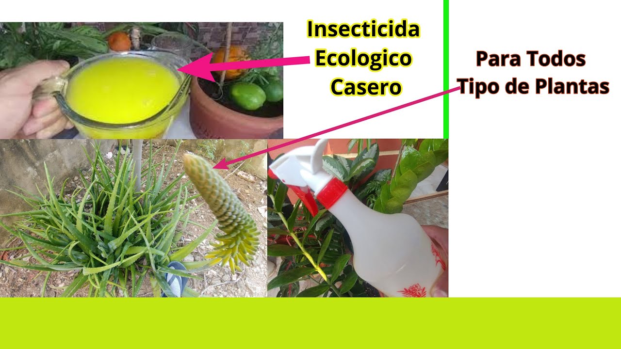 Insecticida Ecológico Casero! Para Todos Tipo de Plantas - YouTube