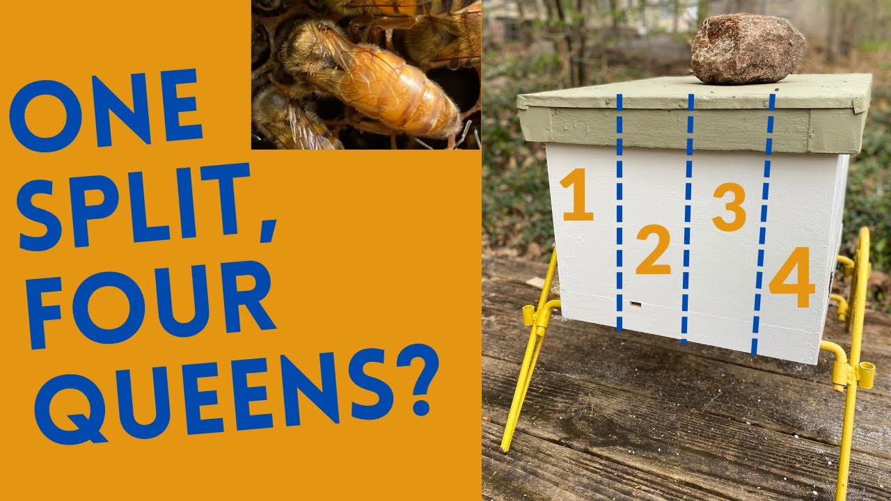 Raising Multiple Queens from One Split, NO Grafting! - YouTube