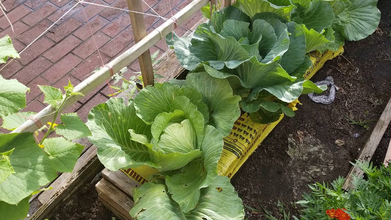 JUNE 2018 GARDEN UPDATE AND TOUR / CUBAN GARDENER - YouTube