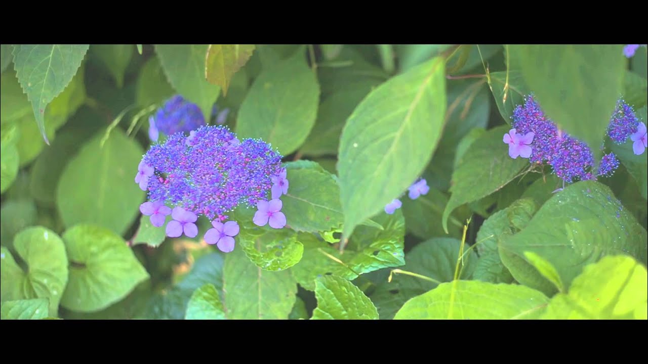 magic lantern raw video test 5d2 - YouTube