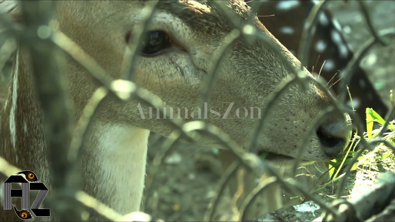 Hilarious screaming deer-Screaming Deer - Remix Compilation-The Private ...