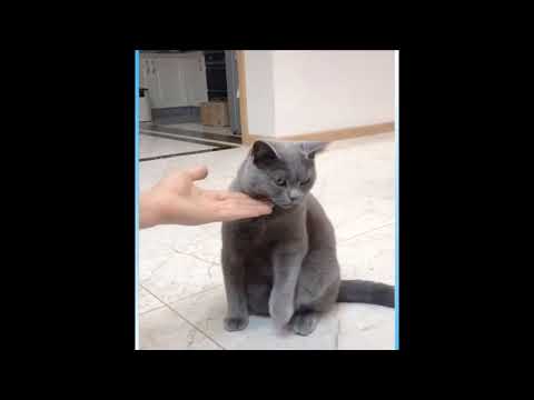 iğme yaılırken bebek gibi ağlayan kedi