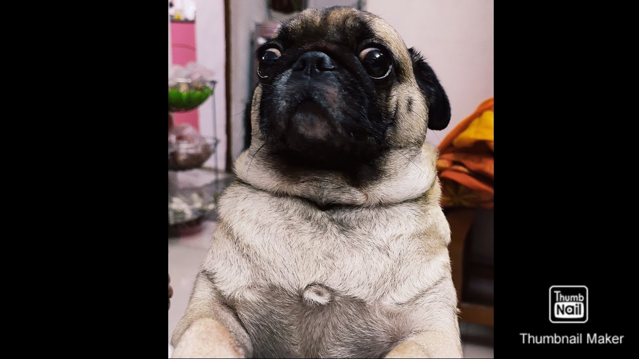 Cute Pug Barking and Howling🤪🥰 - YouTube