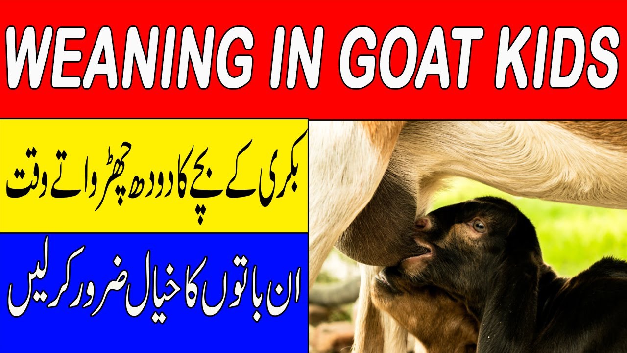Weaning in goat kids | how to wean in baby goat | Weaning in goats ...