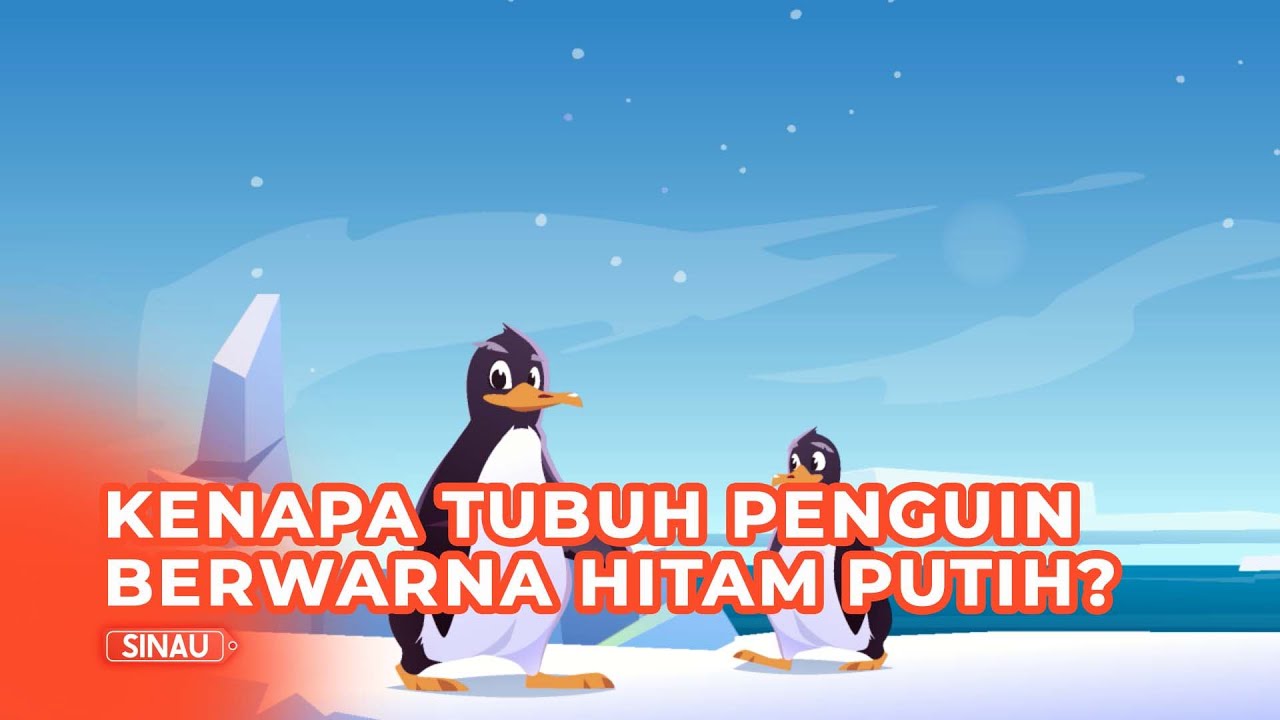 Kenapa Tubuh Penguin Berwarna Hitam Putih? Ini Alasannya... - YouTube