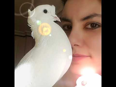 Kıyamam - Çelik ( Vokal-Gitar Nimet DÖNMEZ )