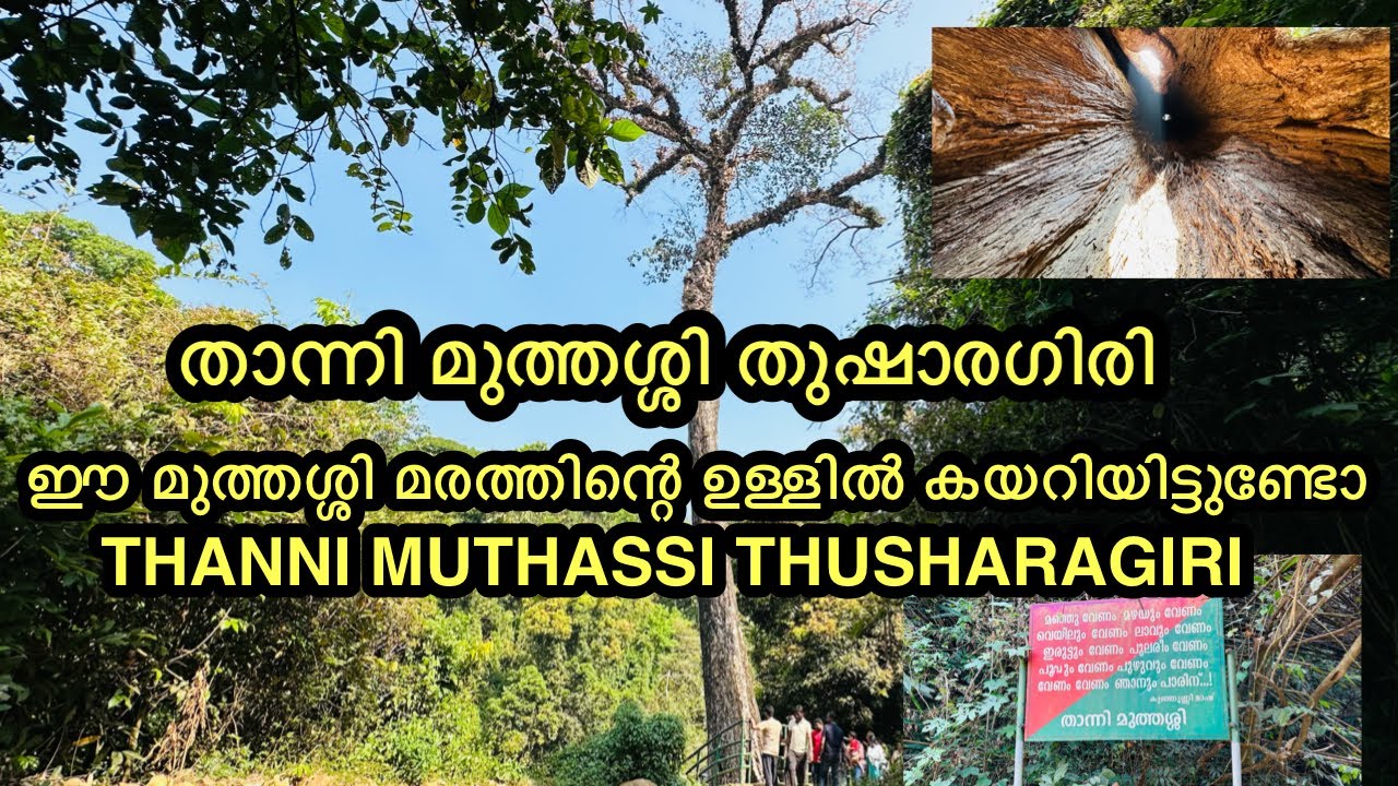 താന്നി മുത്തശ്ശി തുഷാരഗിരി |ഈ മുത്തശ്ശി മരത്തിന്റെ ഉള്ളി ...