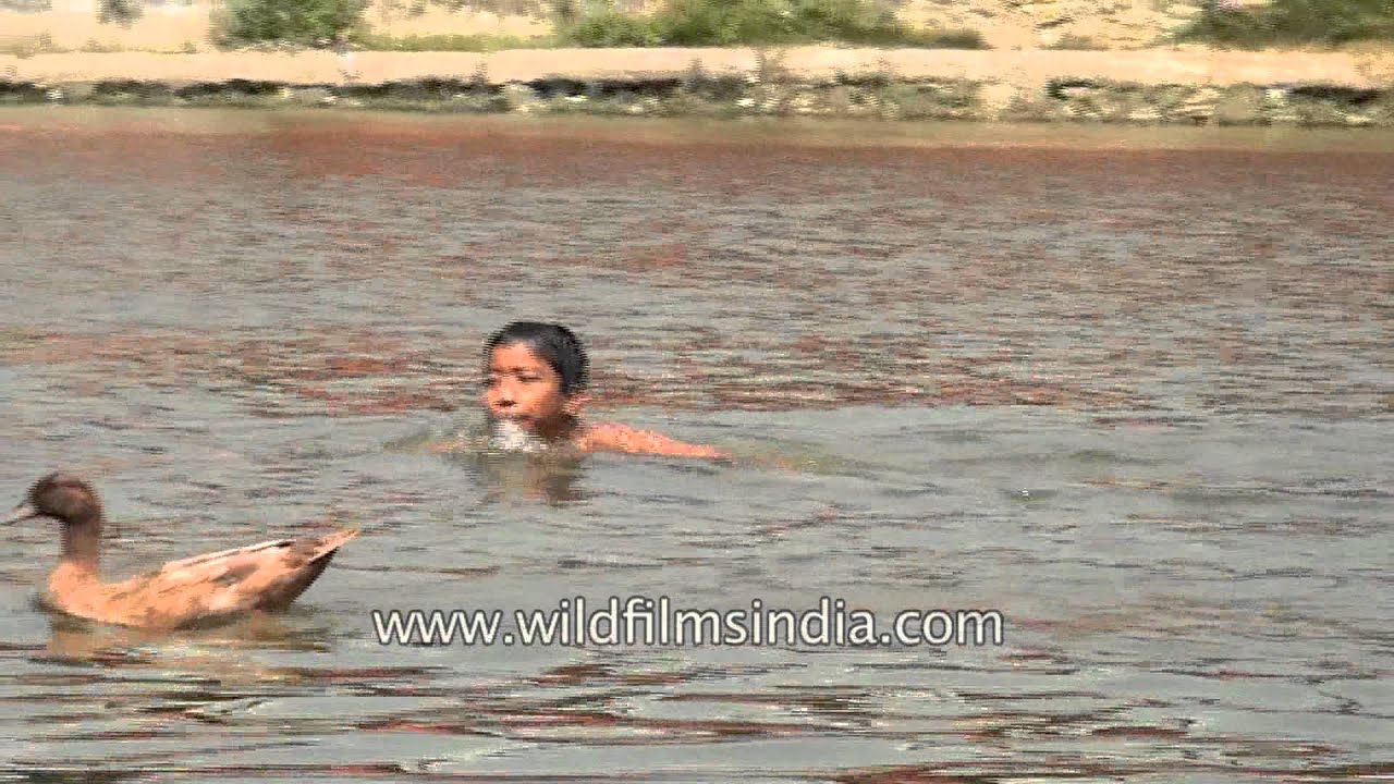 Its not so easy to catch a duck! - YouTube