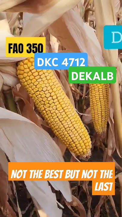 DKC 4712 🌽#corn Demo by #Dekalb in Hungary 🇭🇺 #monsanto Monsanto ДКС4712 #bayer #agriculture ...