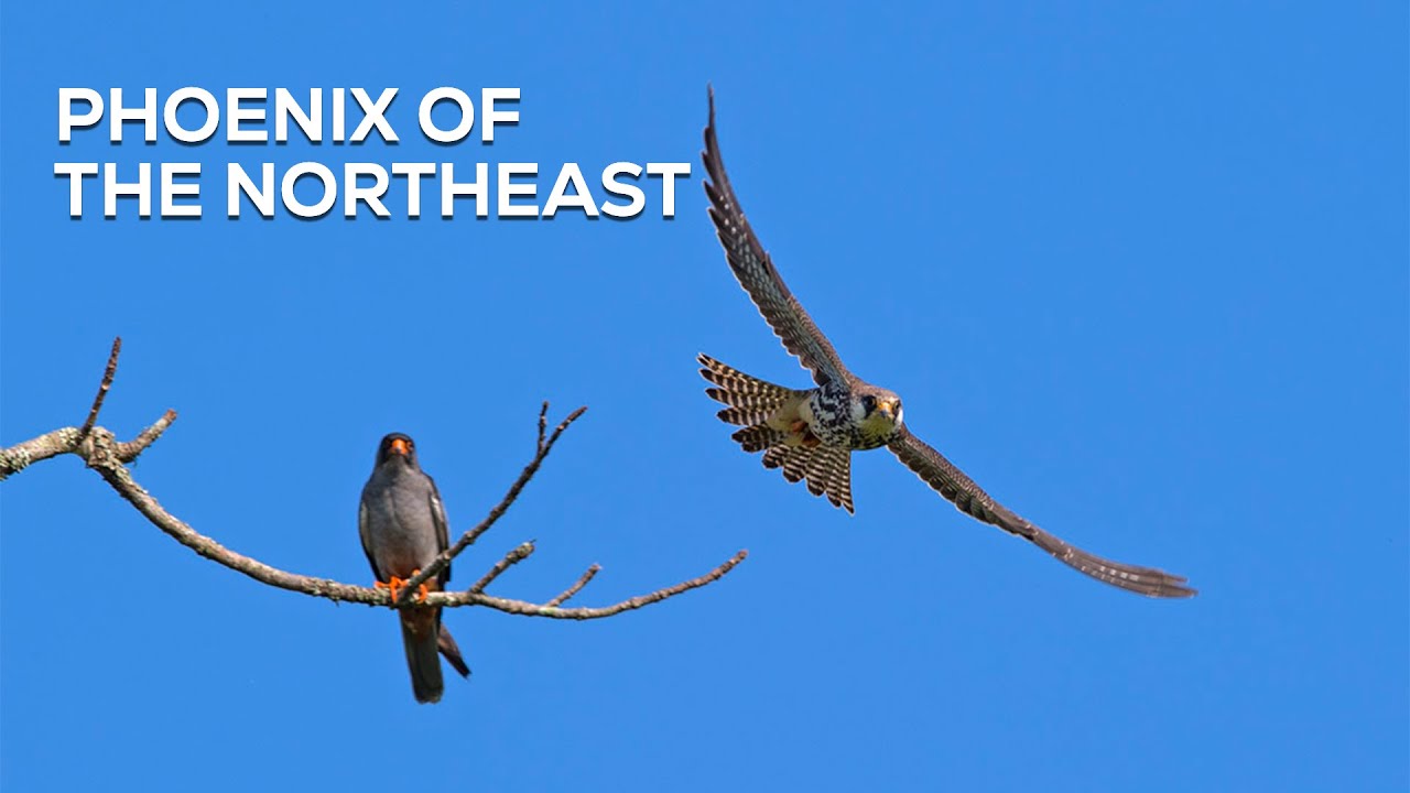 Phoenix of the Northeast: Amur Falcons' Conservation Efforts|Bird ...