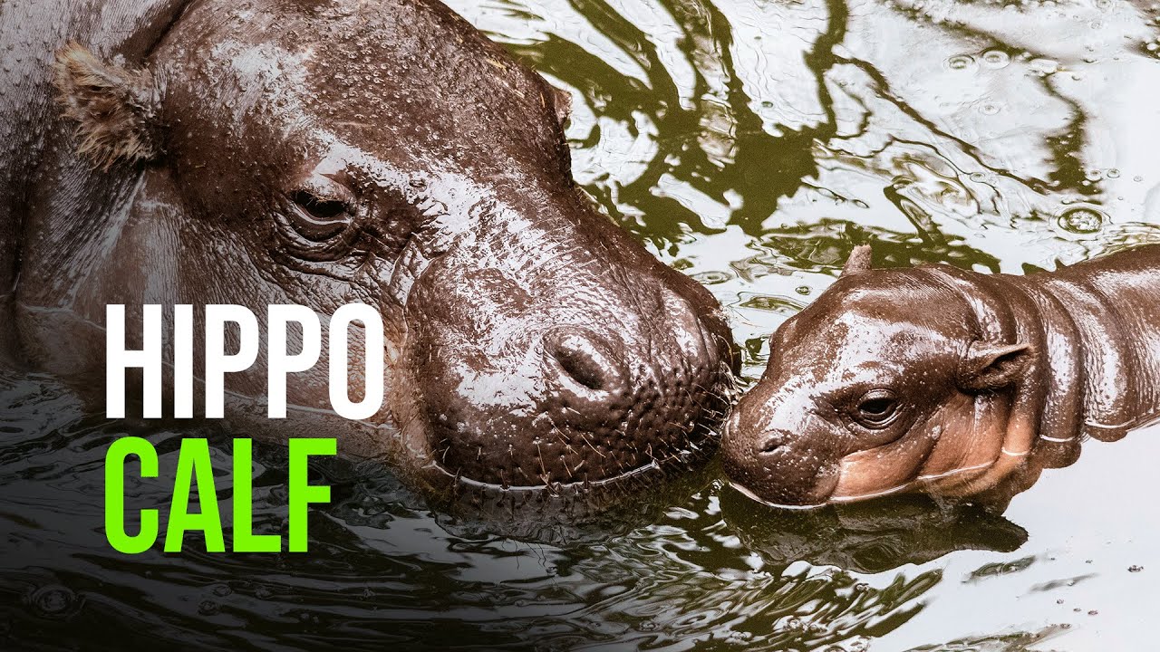 Pygmy Hippo Makes A Splash With Debut At Taronga Zoo Sydney! - YouTube