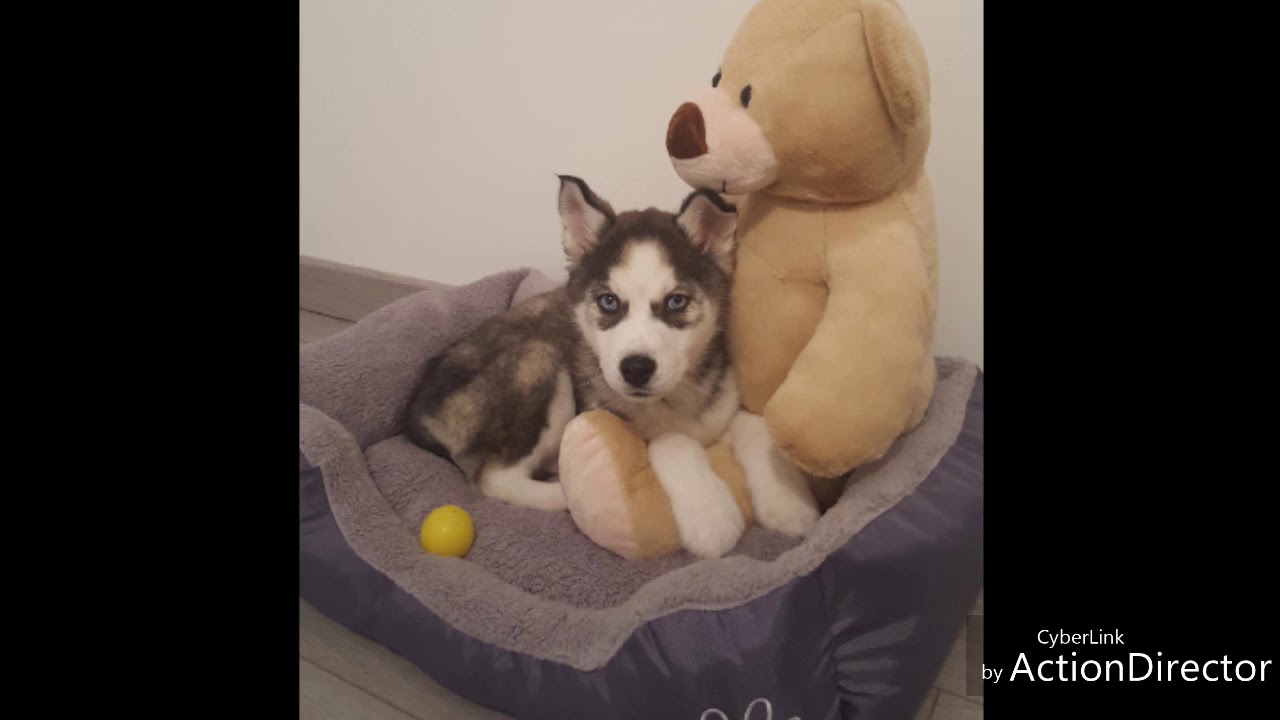 Chiot Husky évolution 3 à 9 mois - YouTube
