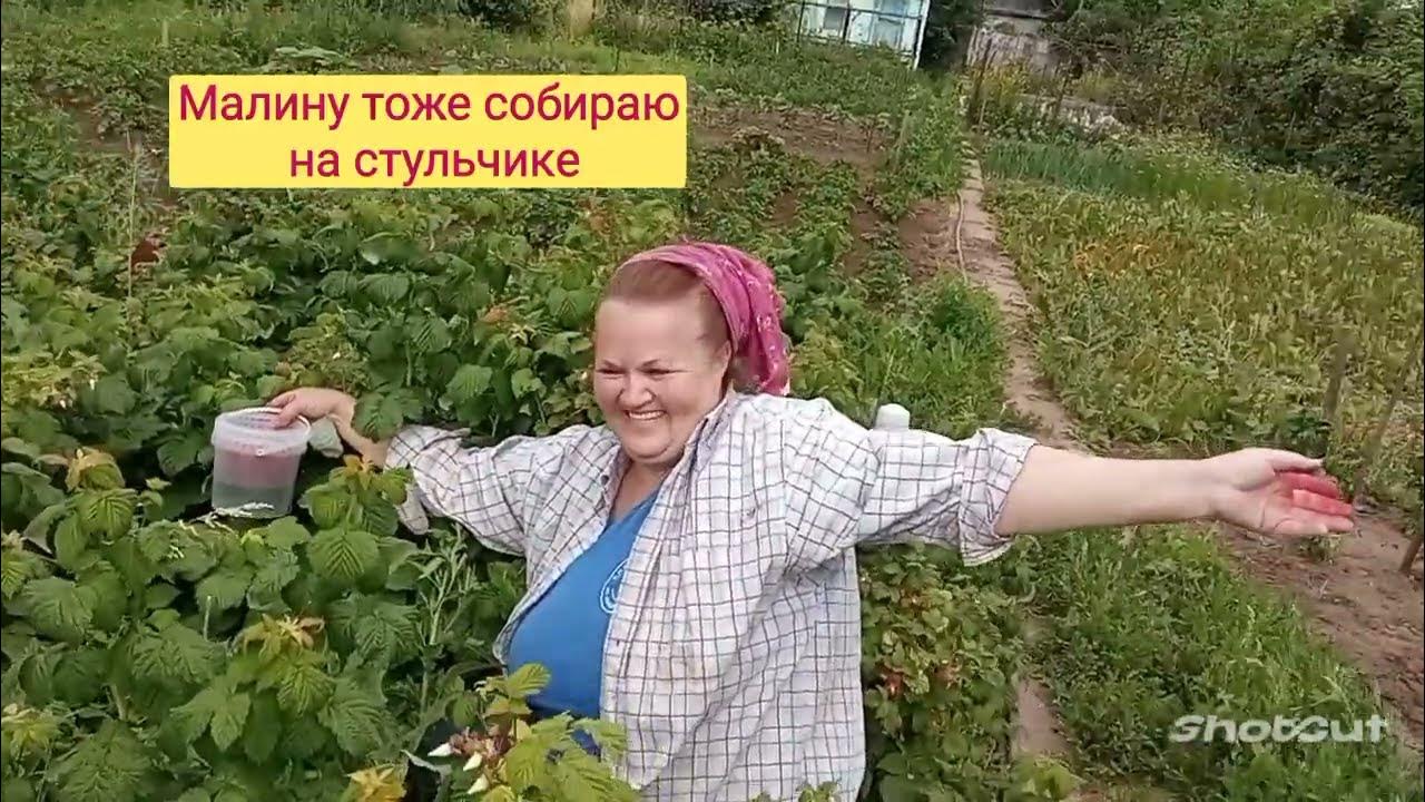 Сортовая, не ремонтантная малина "Память Кузьмина". - YouTube