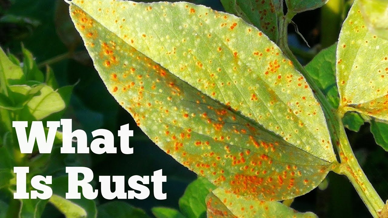 What Is Rust In Plants? - YouTube