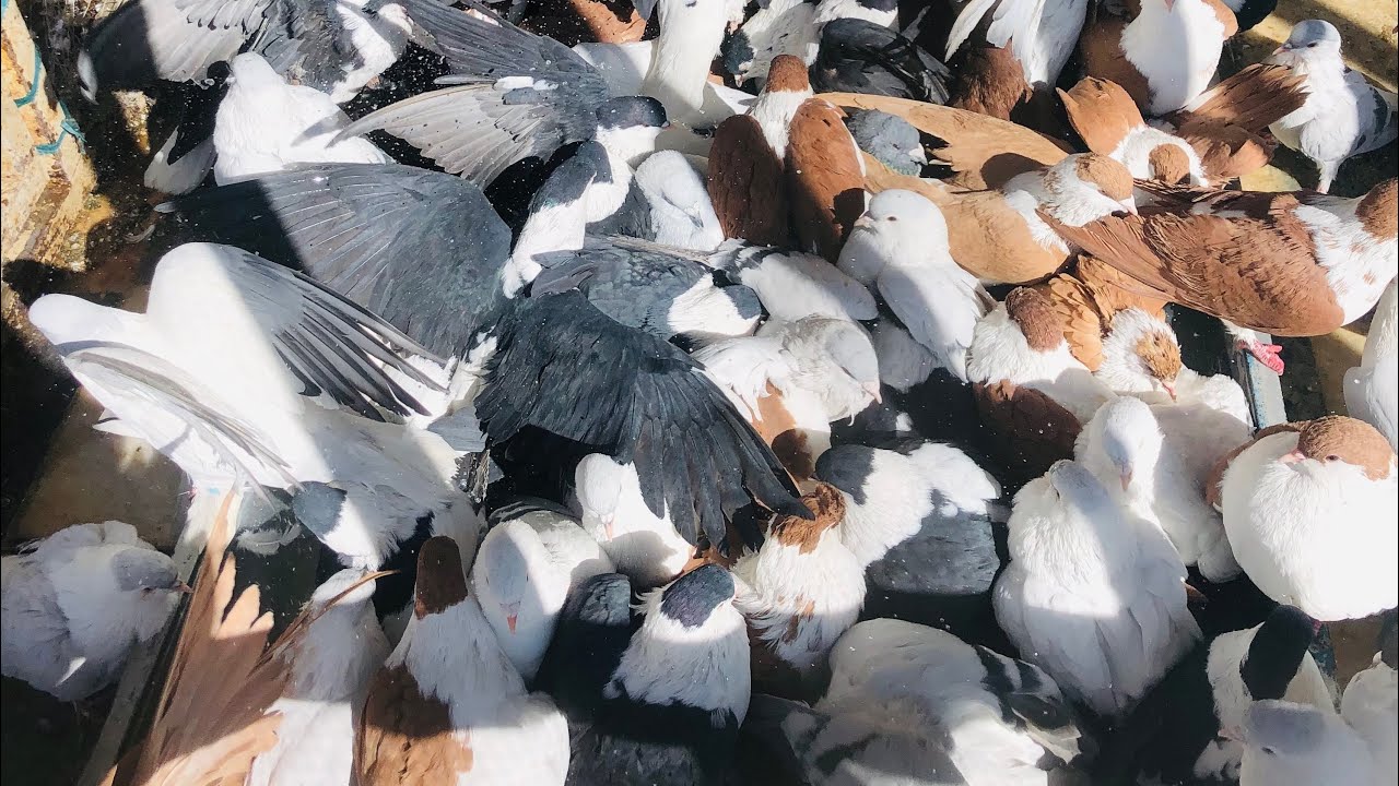 kaftar afghani #pigeon #pigeonlove #kaftarbazi #pigeonlover بهترین ها ...