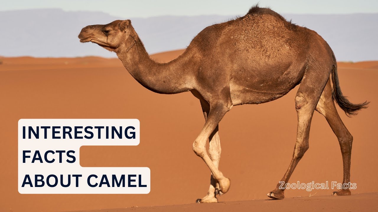 Amazing Facts About The Camel You Didn't Know! | Zoological Facts - YouTube