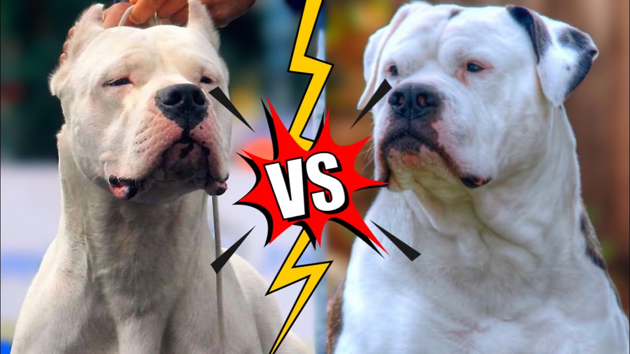Dogo Argentino VS Bulldog Americano | Qual tem o maior poder destrutivo ...