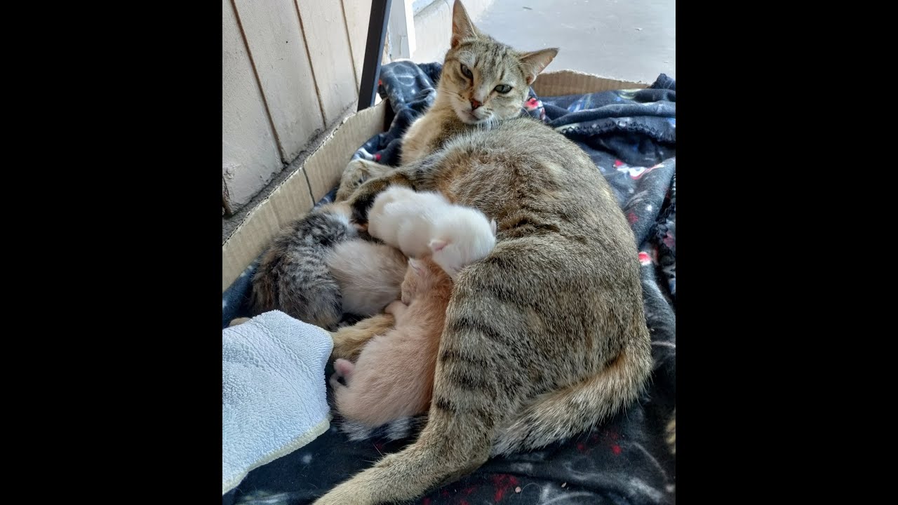 The Ultimate Cat Video Unexpectant Delivery - YouTube