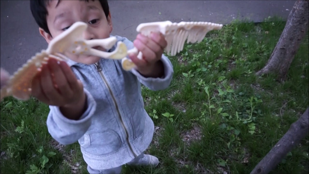 DINOSAUR BONES SCAVENGER HUNT VELOCIRAPTOR SKELETON YouTube dinosaur-bones-scavenger-hunt-velociraptor-skeleton-youtube