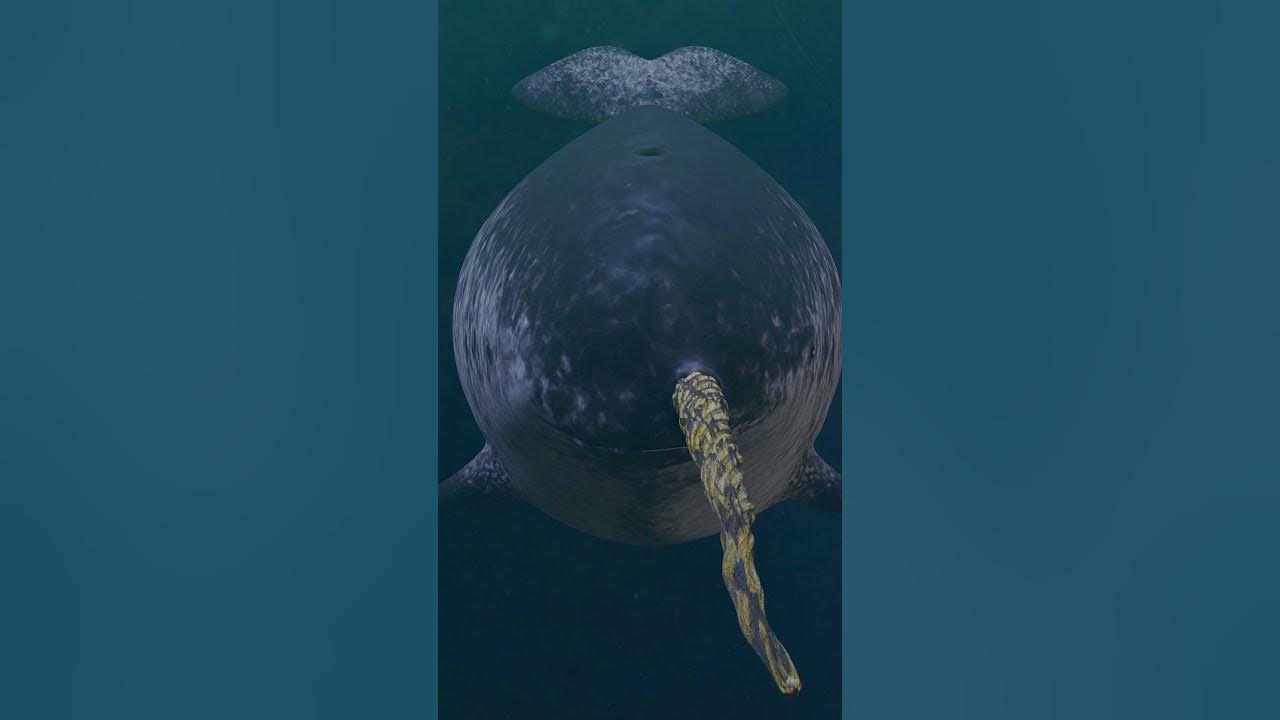 The Truth About Narwhals: Unveiling the Mysteries - YouTube