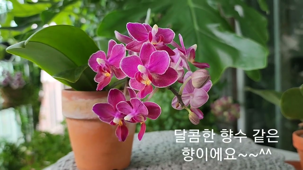 호접란 소고 퍼퓸 'F1450' Phal. Sogo Perfume 'F1450' 향기나는 미니호접란입니다. - YouTube