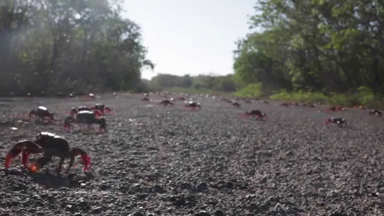 0000134 crab migration cuba KINESTOCK - YouTube
