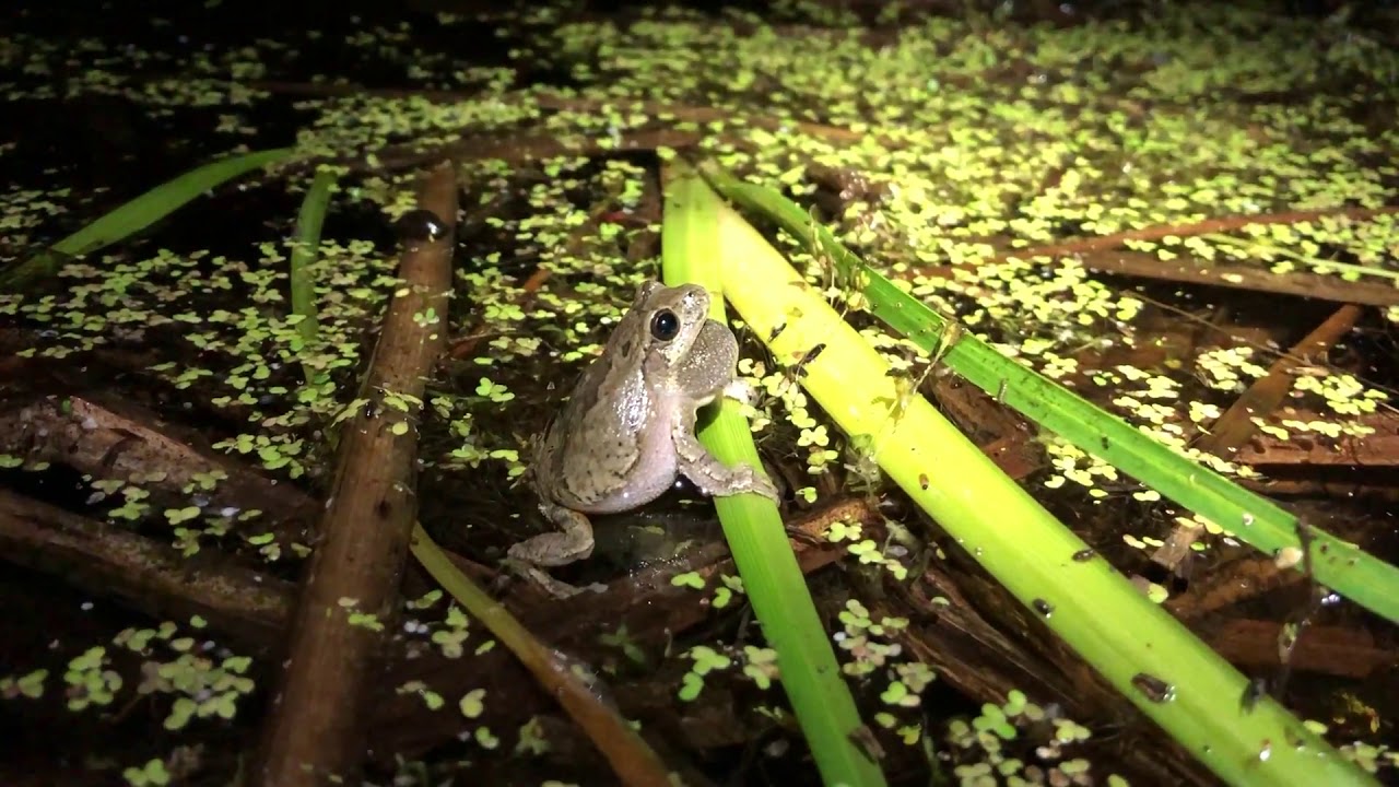 Cope's Gray Treefrog - YouTube