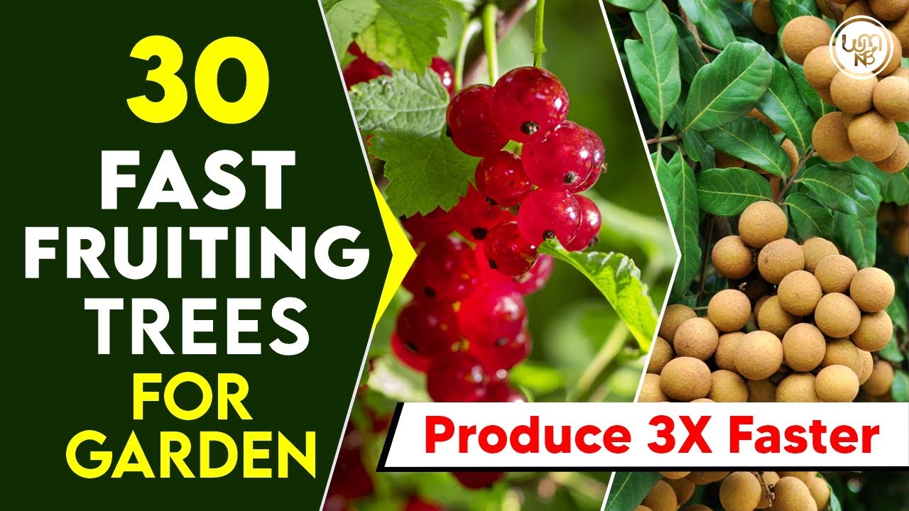 Top 30 Quick Fruiting Plants for Home Garden | Best Fruit Trees That ...