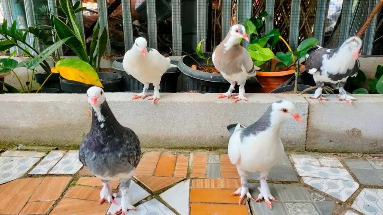 Beli Merpati Blantong Jembros Dari Bogor?? #blantong #Merpatiku - YouTube