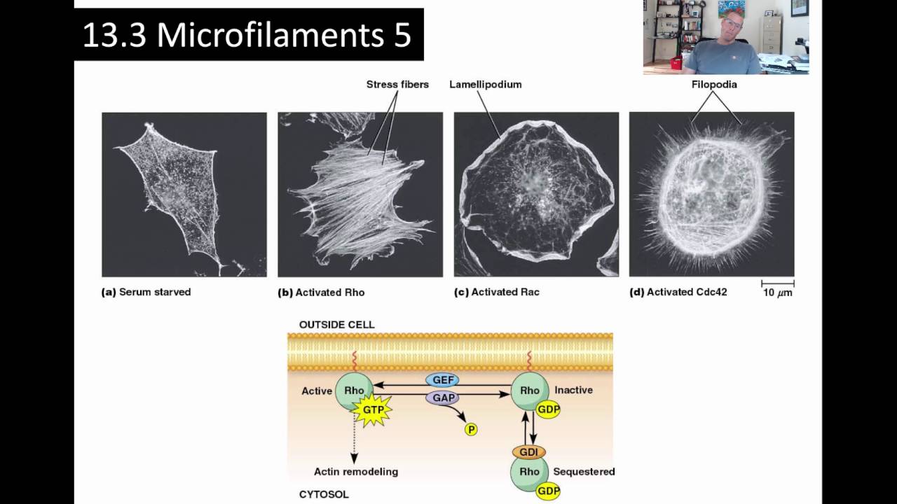 Chapter 13 Su2016 P10 Microfilaments 5 - YouTube