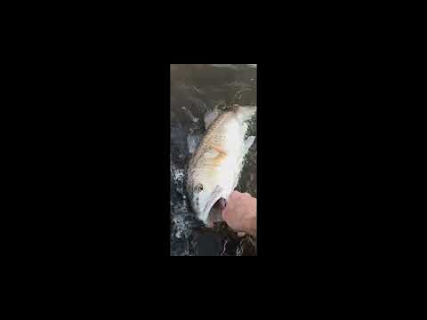 2 MONSTER REDFISH IN 2 DAYS (OVER 36 INCHES) - YouTube
