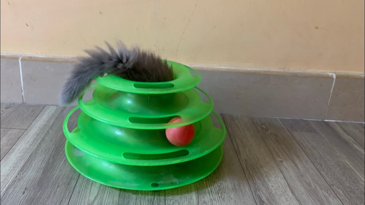 British kitten Teddy, Pikachu get into the toy so funny. Watching them ...