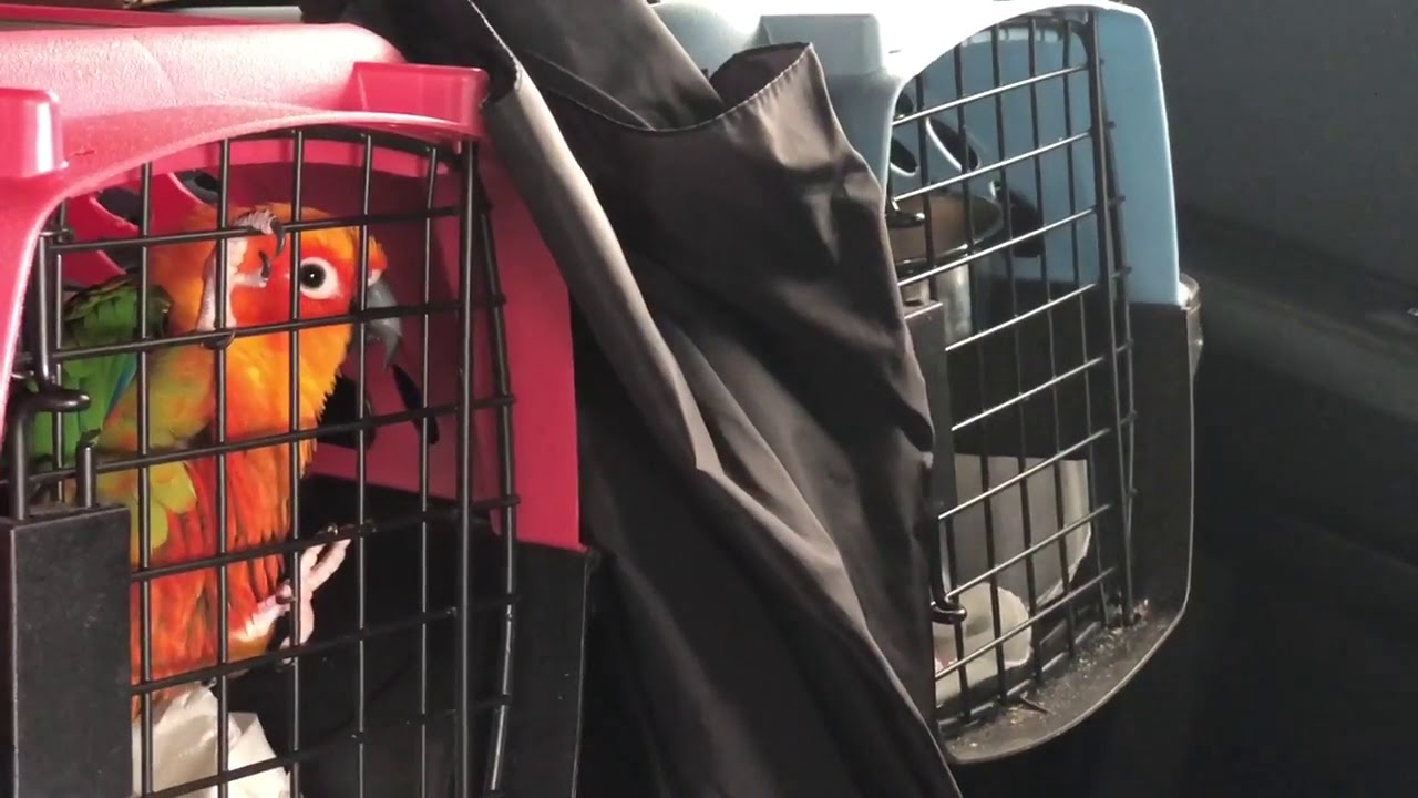 9/10/2018 The Bird Family: Mimi Bird & Suri Bird (Conure Parrots) - YouTube