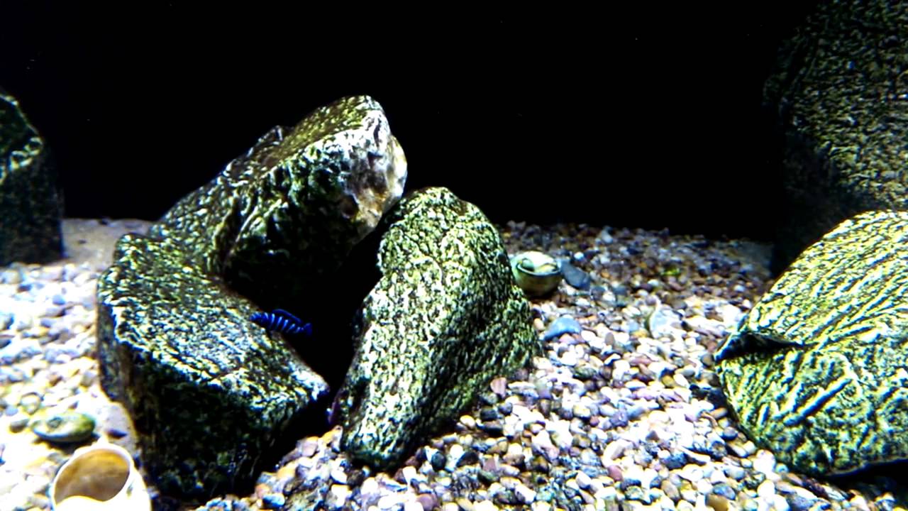 F1 Ps. Demasoni has survived in main tank 😊 - YouTube