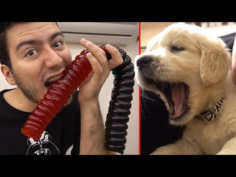 DEV SOLUCAN JELİBON VS CESUR