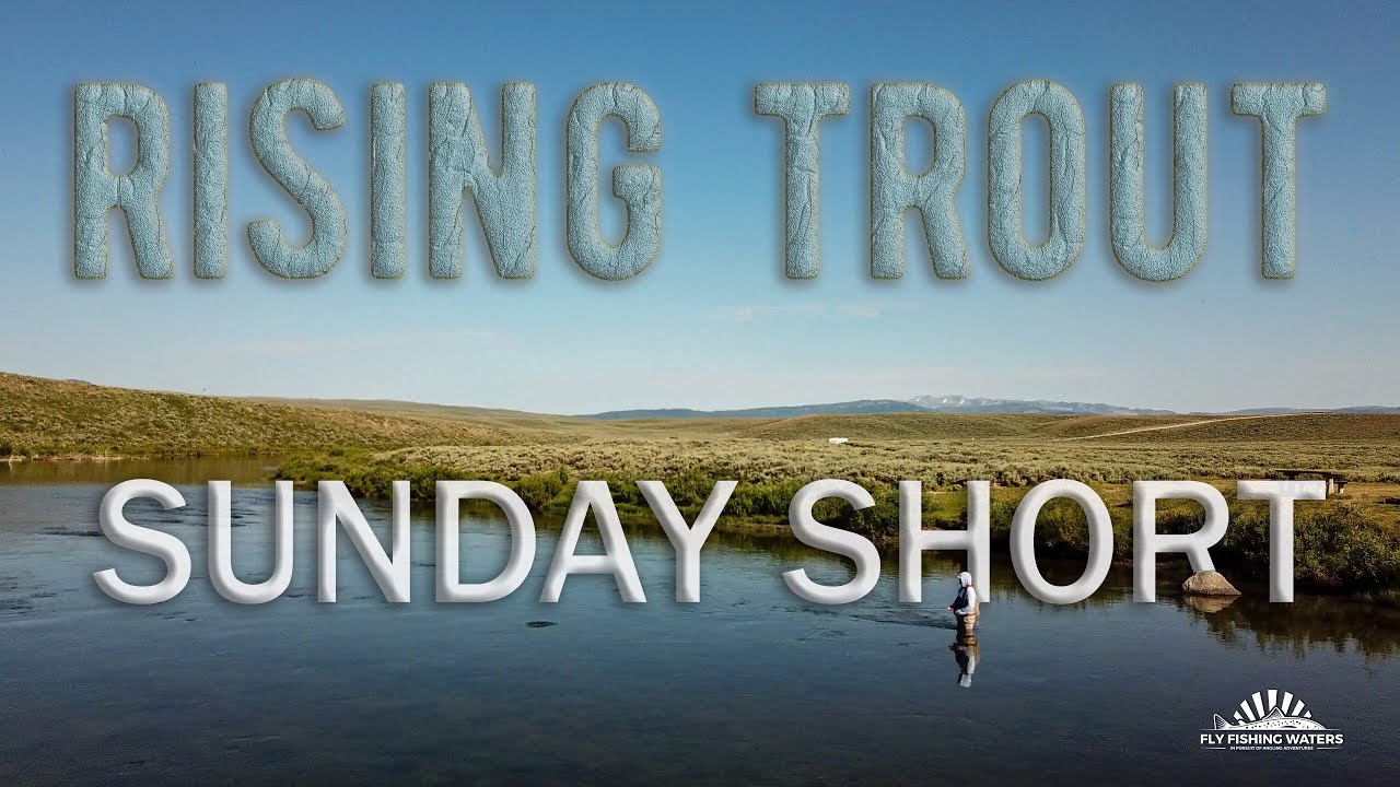 SUNDAY SHORT - NOTHING BUT RISING TROUT | Trout Rising in Famous ...