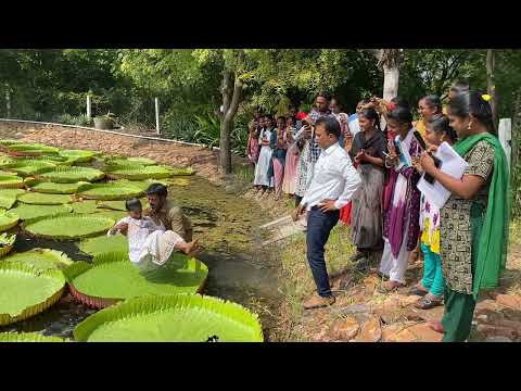 Wonders of Victoria lily plant LBG YVU  Kadapa