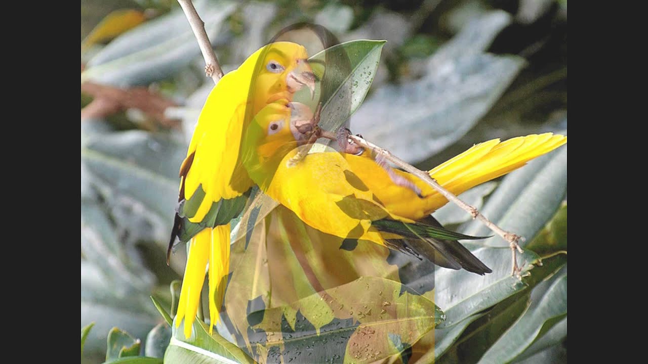 yellow bird- calypso - YouTube