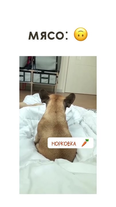 Ваш питомец тоже так делает? 🤣 - YouTube