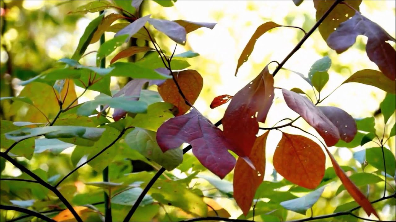 Bryan Carrigan - First Steps - YouTube