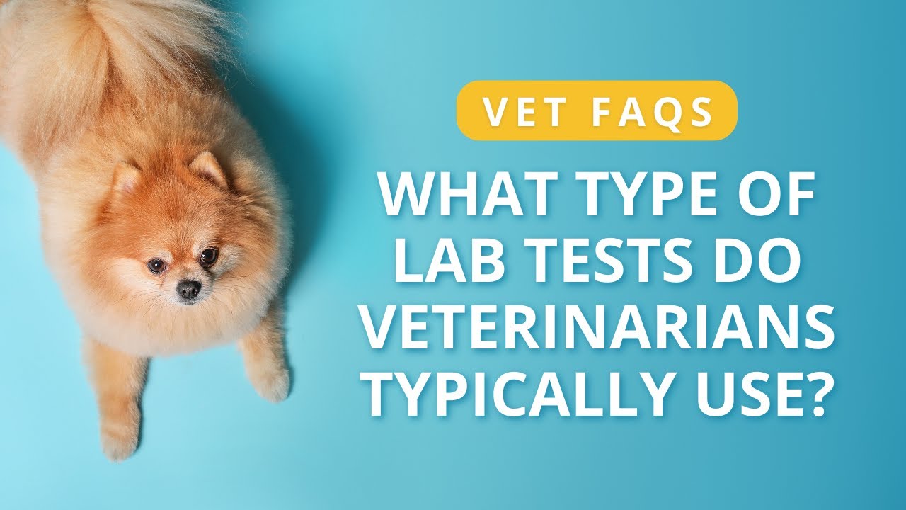 The Top Lab Tests Veterinarians Use to Diagnose Pets - YouTube