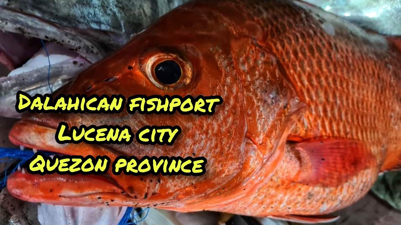 @DALAHICAN FISHPORT LUCENA CITY QUEZON PROVINCE#Fishport#Dalahican# ...