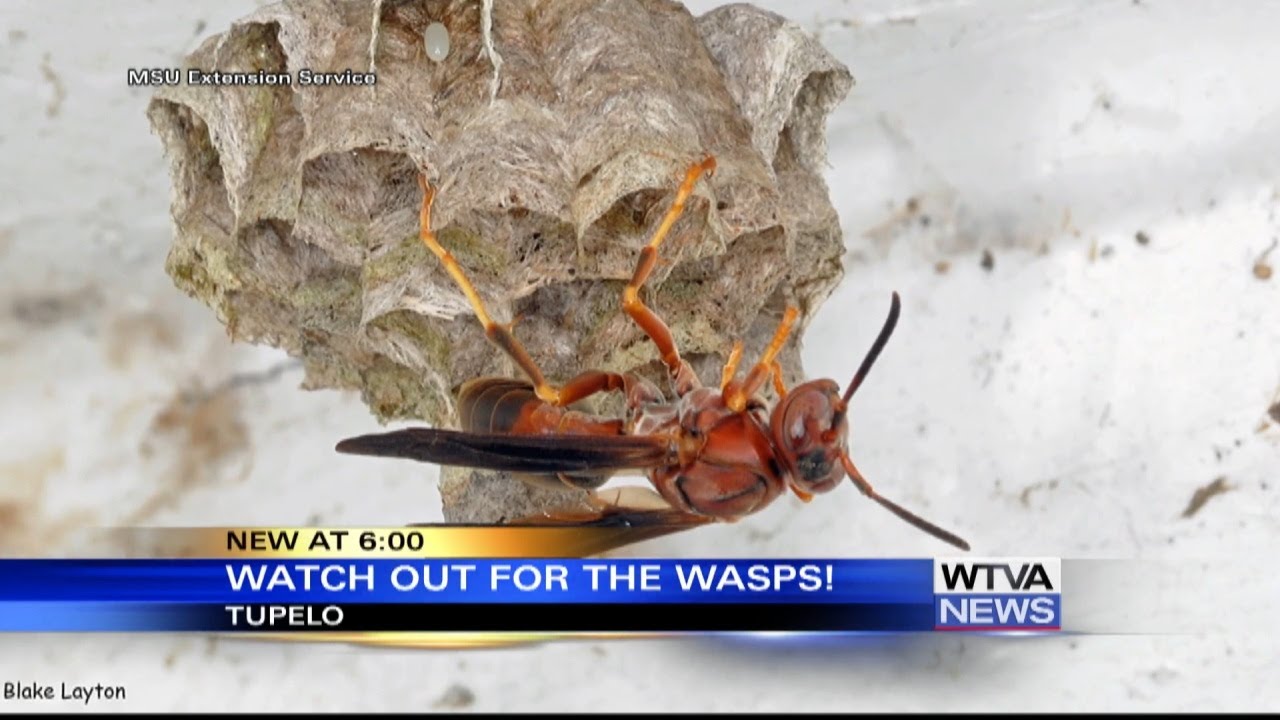 Red Wasp “Cicada Killers,” Other Wasps Make Bigger Appearance This