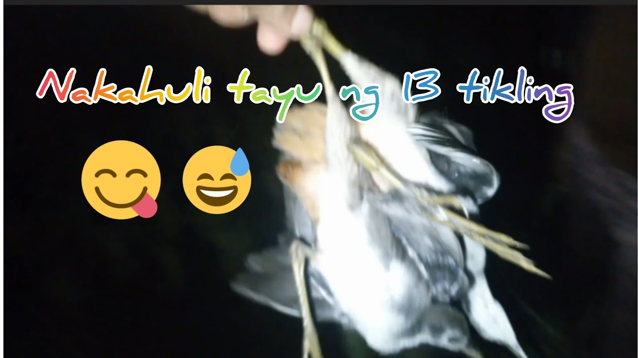 night hunting of tikling bird - YouTube