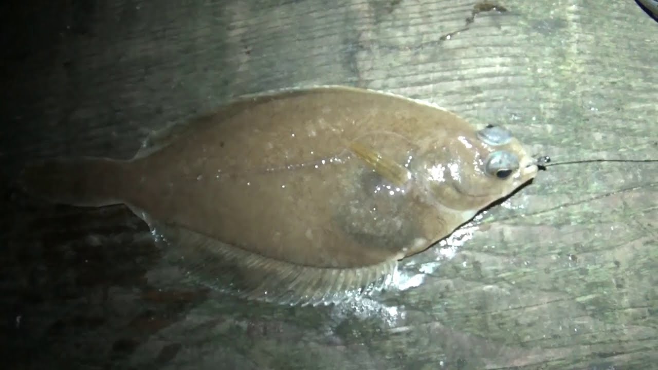 Night fishing Blyth pier - YouTube