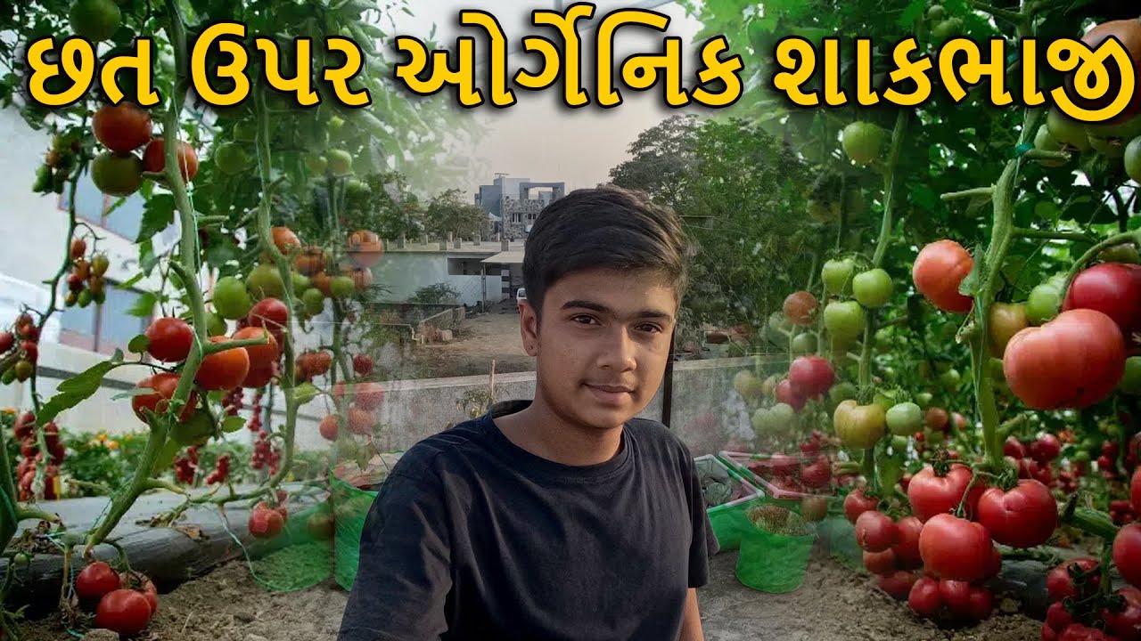 છત ઉપર ઓર્ગેનિક શાકભાજી | Krish Ahir - YouTube