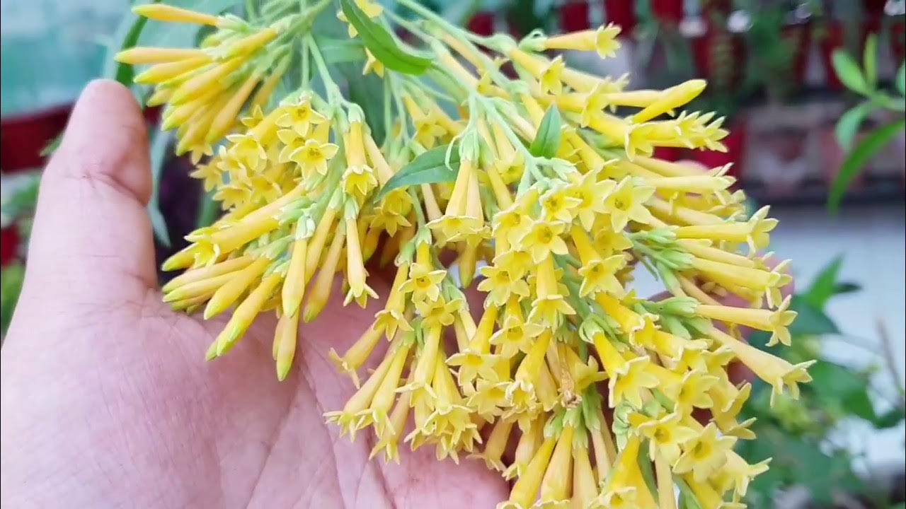 Care of Raat Ki Rani / Night Blooming Jasmine Plant - Best Summer Plant ...